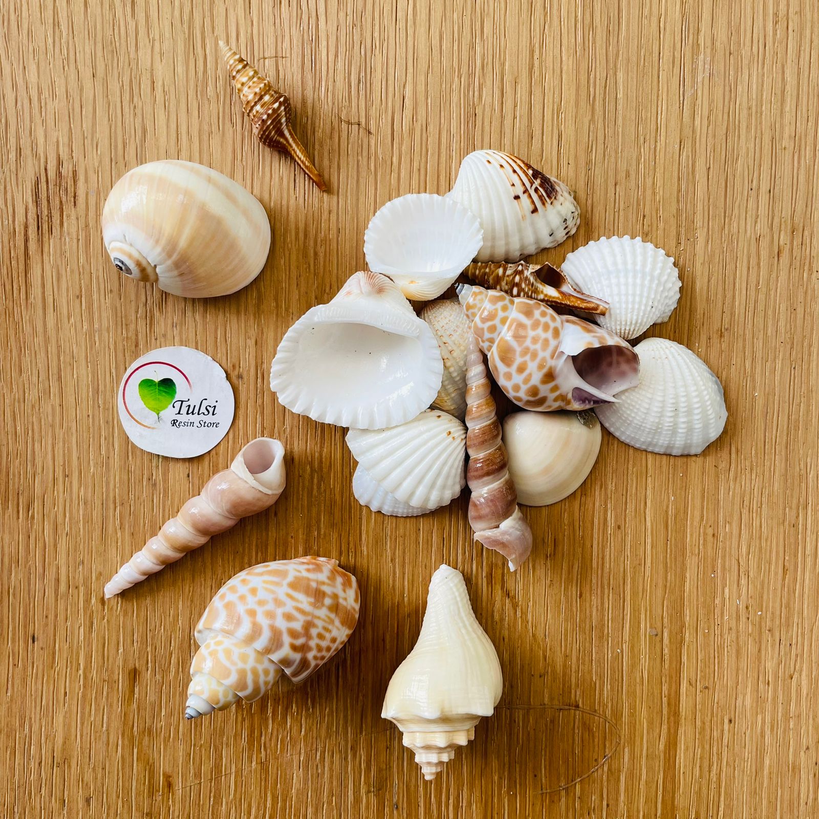 Mix Sea Shell - Big – Resin Bulk Buy