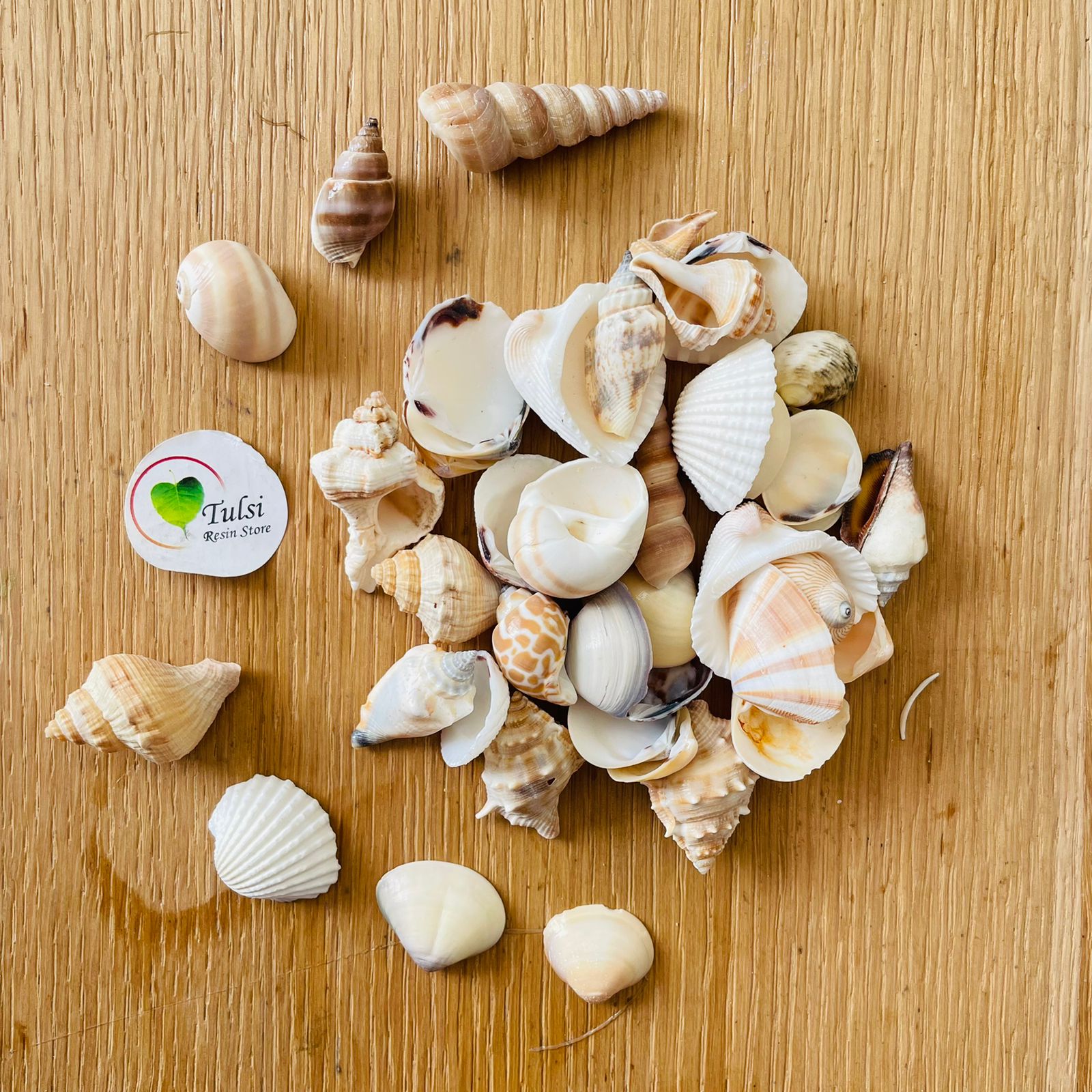 Mix Sea Shell - Medium – Resin Bulk Buy